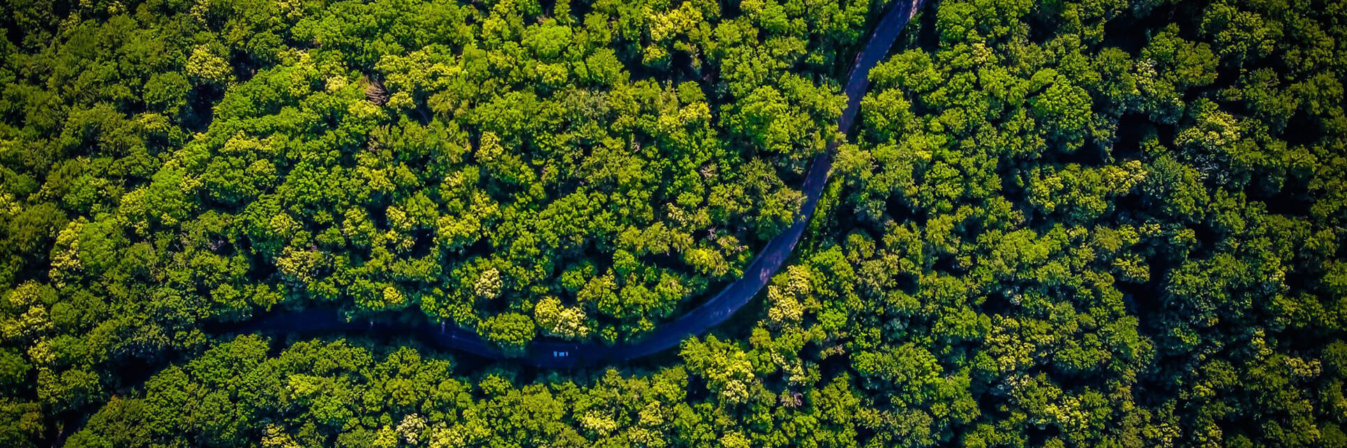 Stankevicius International